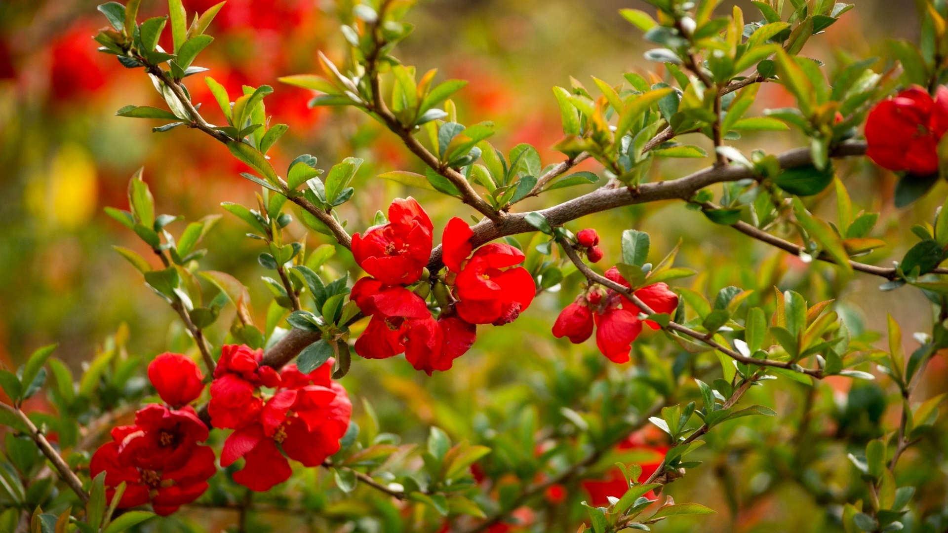 Cum trebuie sa ingrijesti un gutui japonez - cumsa.ro