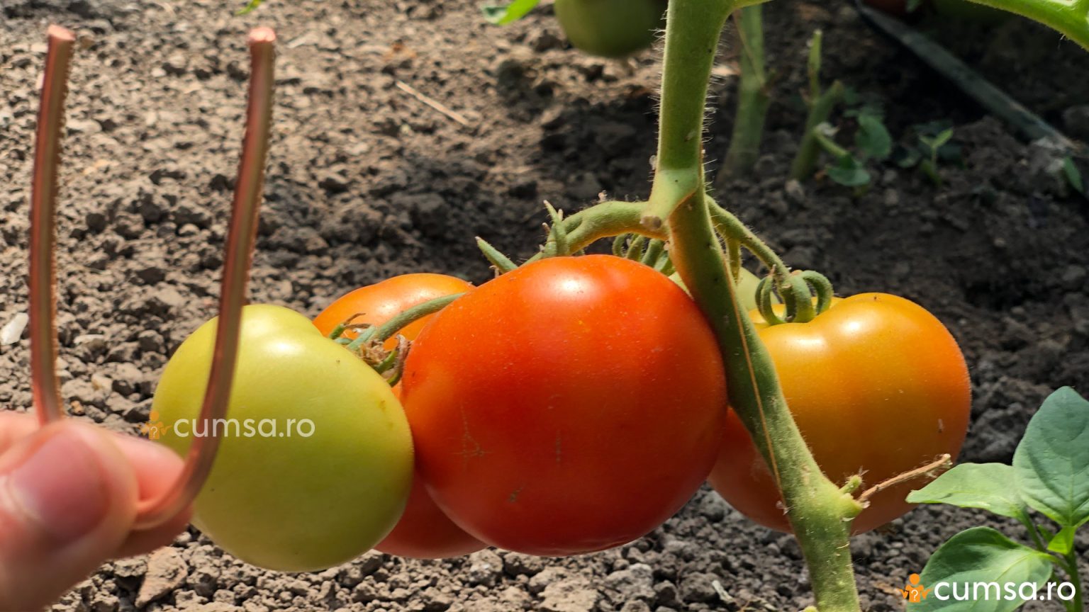 Cum sa cultivi rosii bio. Evita pesticidele si aplica metoda cu fir de ...