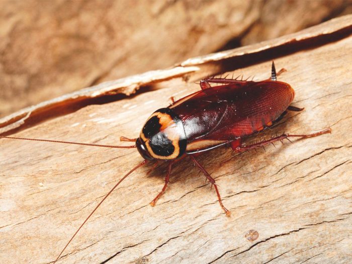 Cum sa faci o capcana pentru gandaci de bucatarie - cumsa.ro