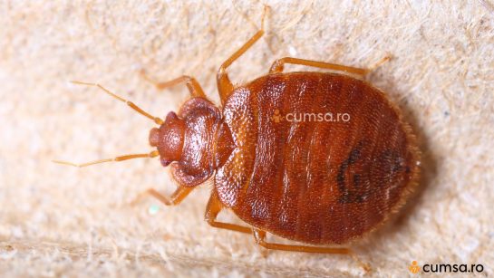 Cum sa scapi de plosnite de pat. Solutii chimice si naturale pentru a ...