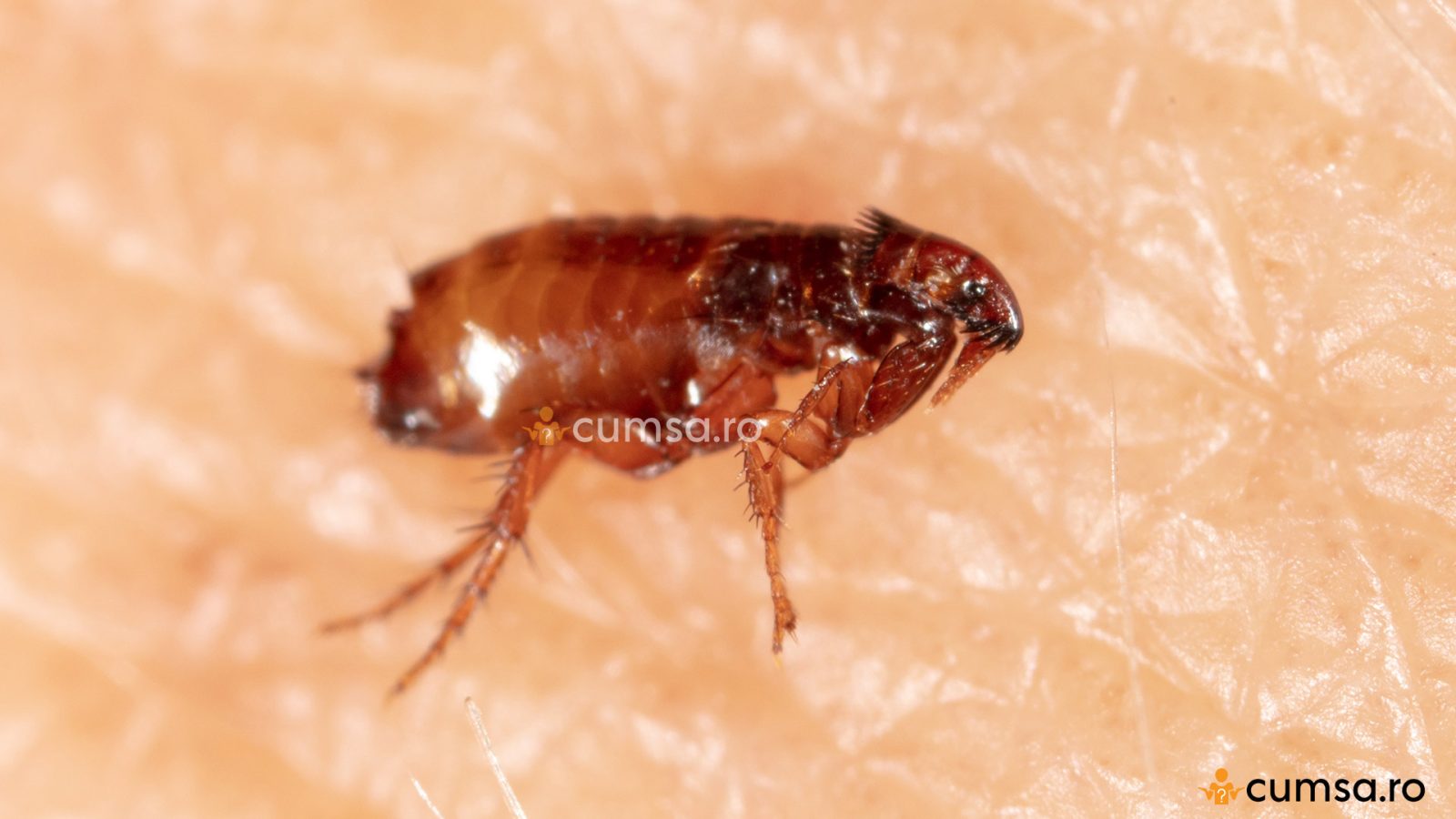 Cum sa scapi de purici. Metodele naturale de a indeparta aceste insecte ...