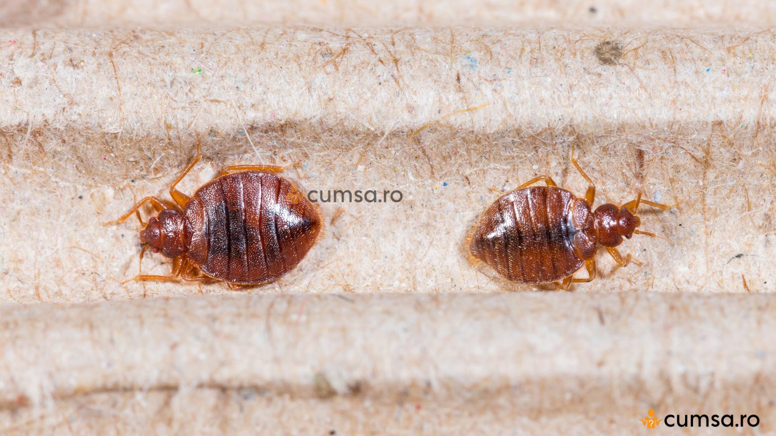 Cum sa scapi de plosnite de pat. Solutii chimice si naturale pentru a ...