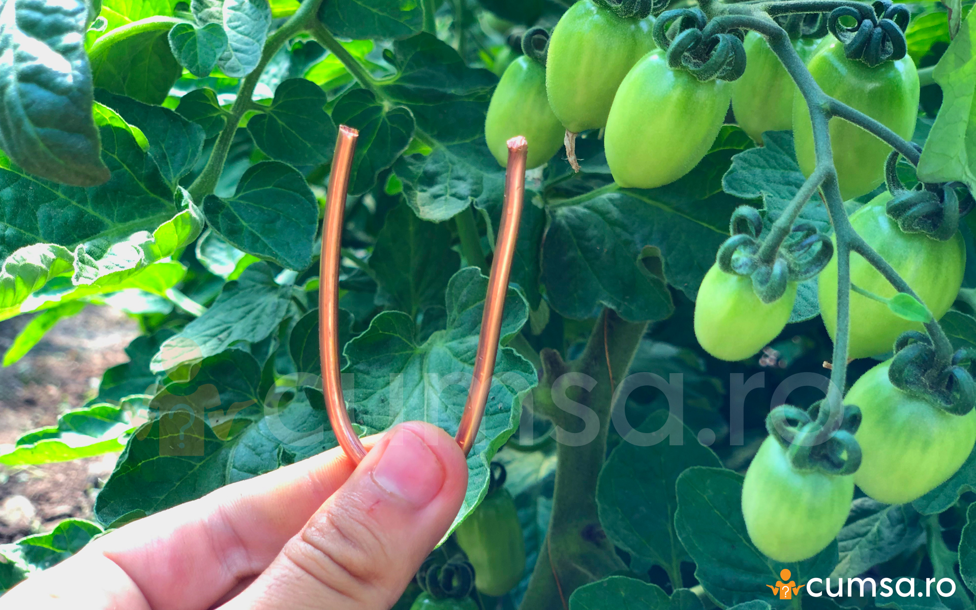 Cum sa cultivi rosii bio. Evita pesticidele si aplica metoda cu fir de ...