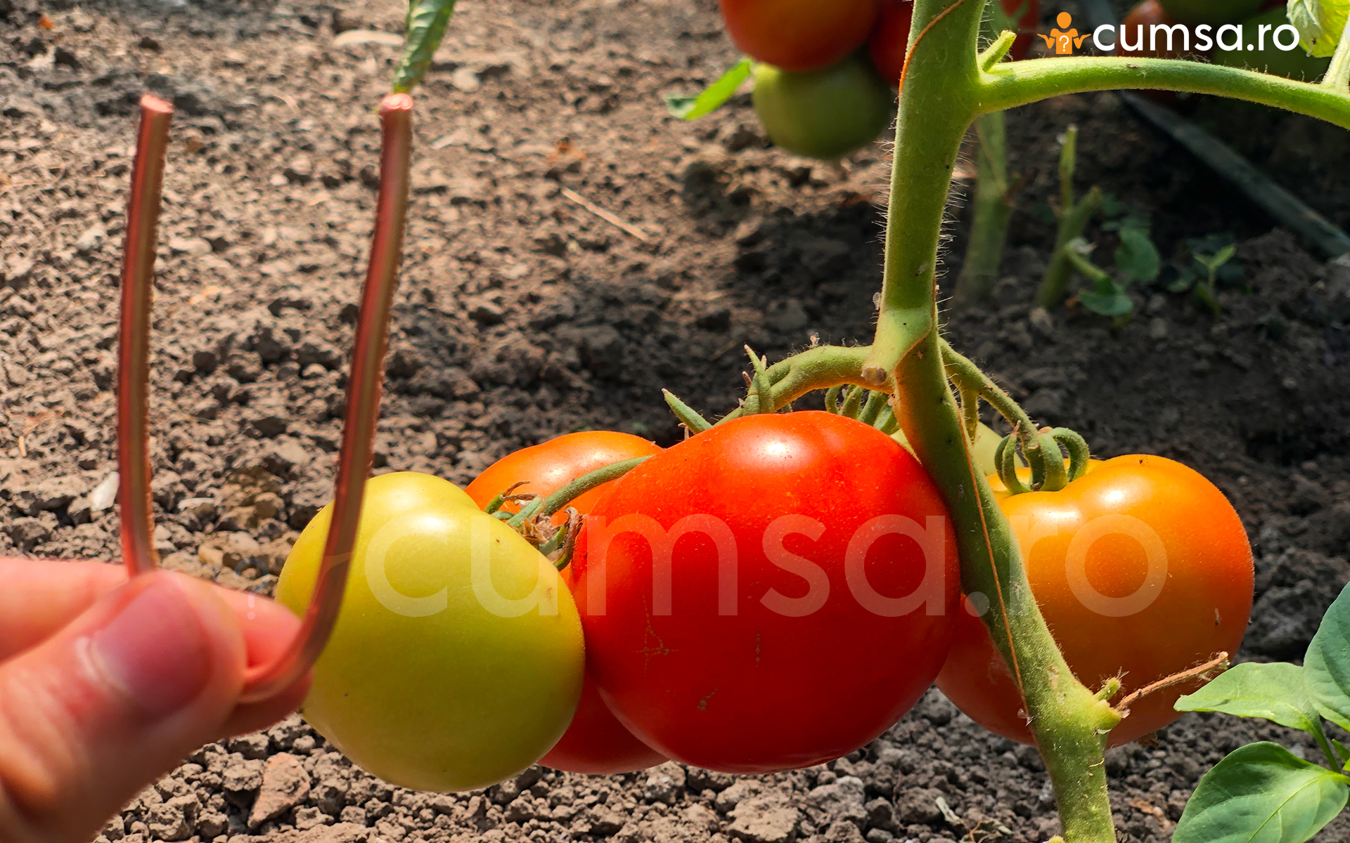Cum sa cultivi rosii bio. Evita pesticidele si aplica metoda cu fir de ...