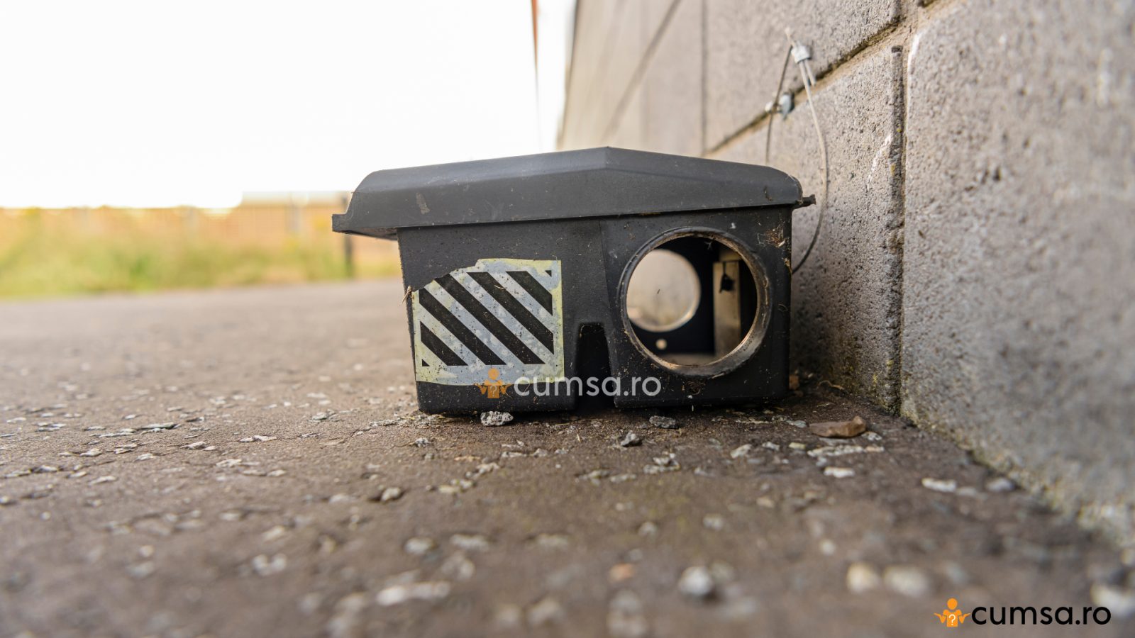 Cum sa scapi de soareci si sobolani. 10 modalitati eficiente - cumsa.ro