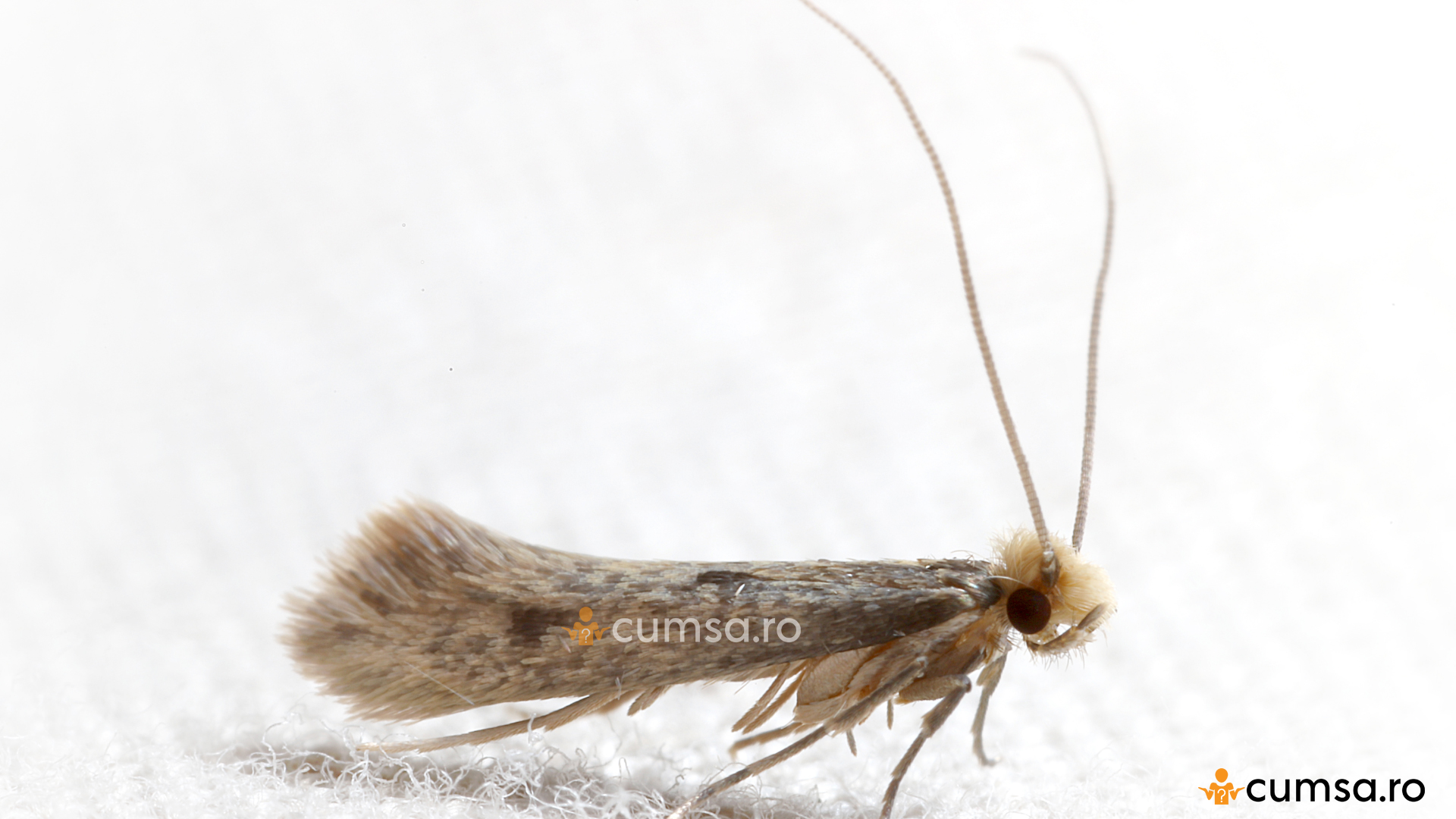 Cum sa scapi de molii. Solutii din comert si remedii 100% naturale ...