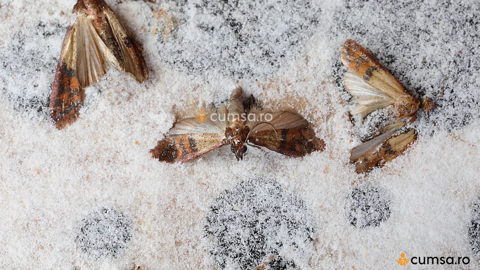 Cum sa scapi de molii. Solutii din comert si remedii 100% naturale ...