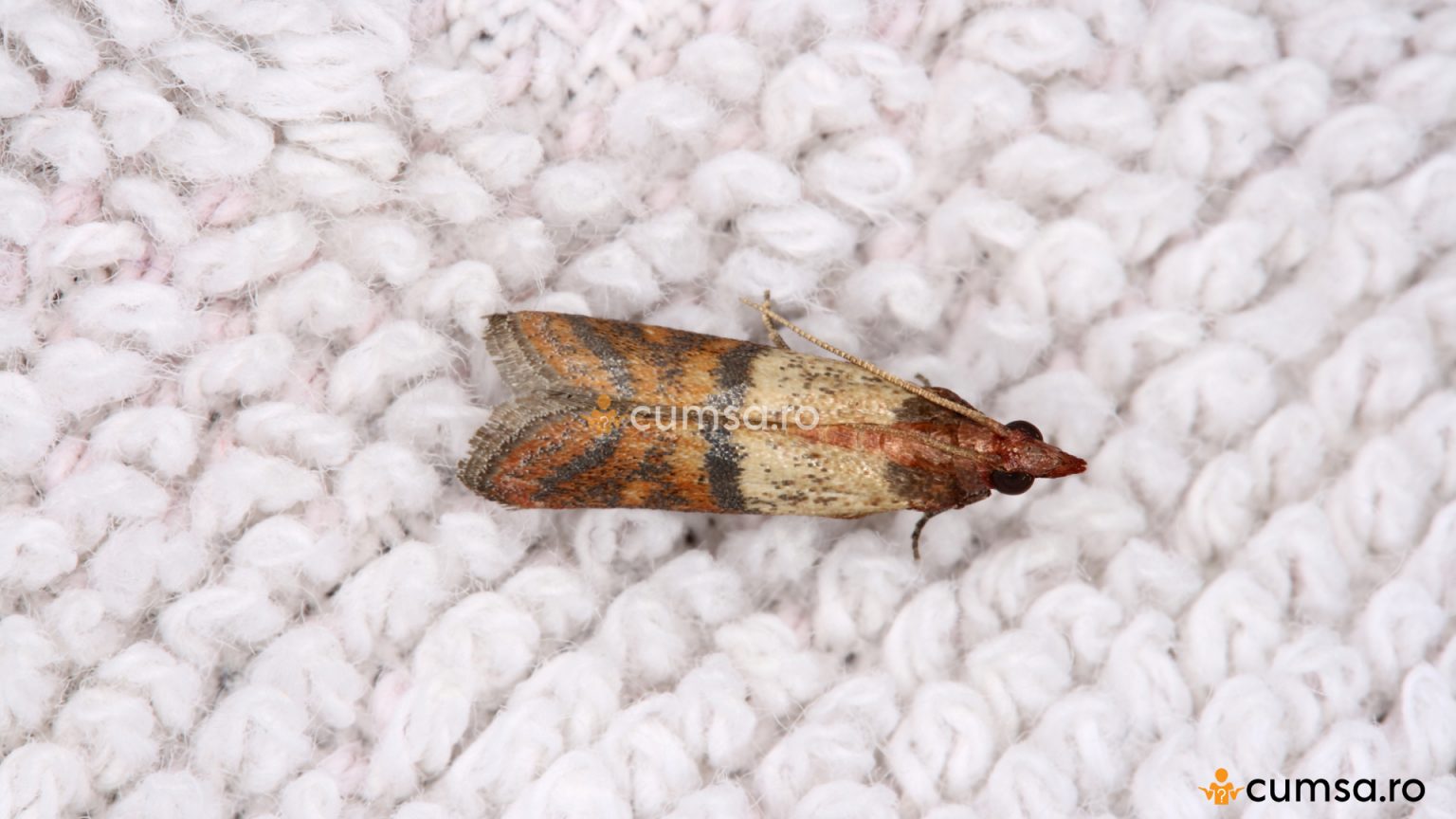 Cum sa scapi de molii. Solutii din comert si remedii 100% naturale ...