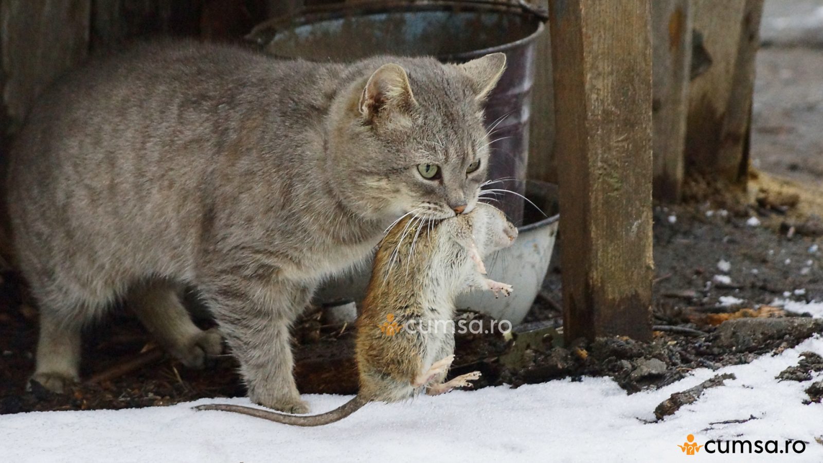 Cum sa scapi de soareci si sobolani. 10 modalitati eficiente - cumsa.ro