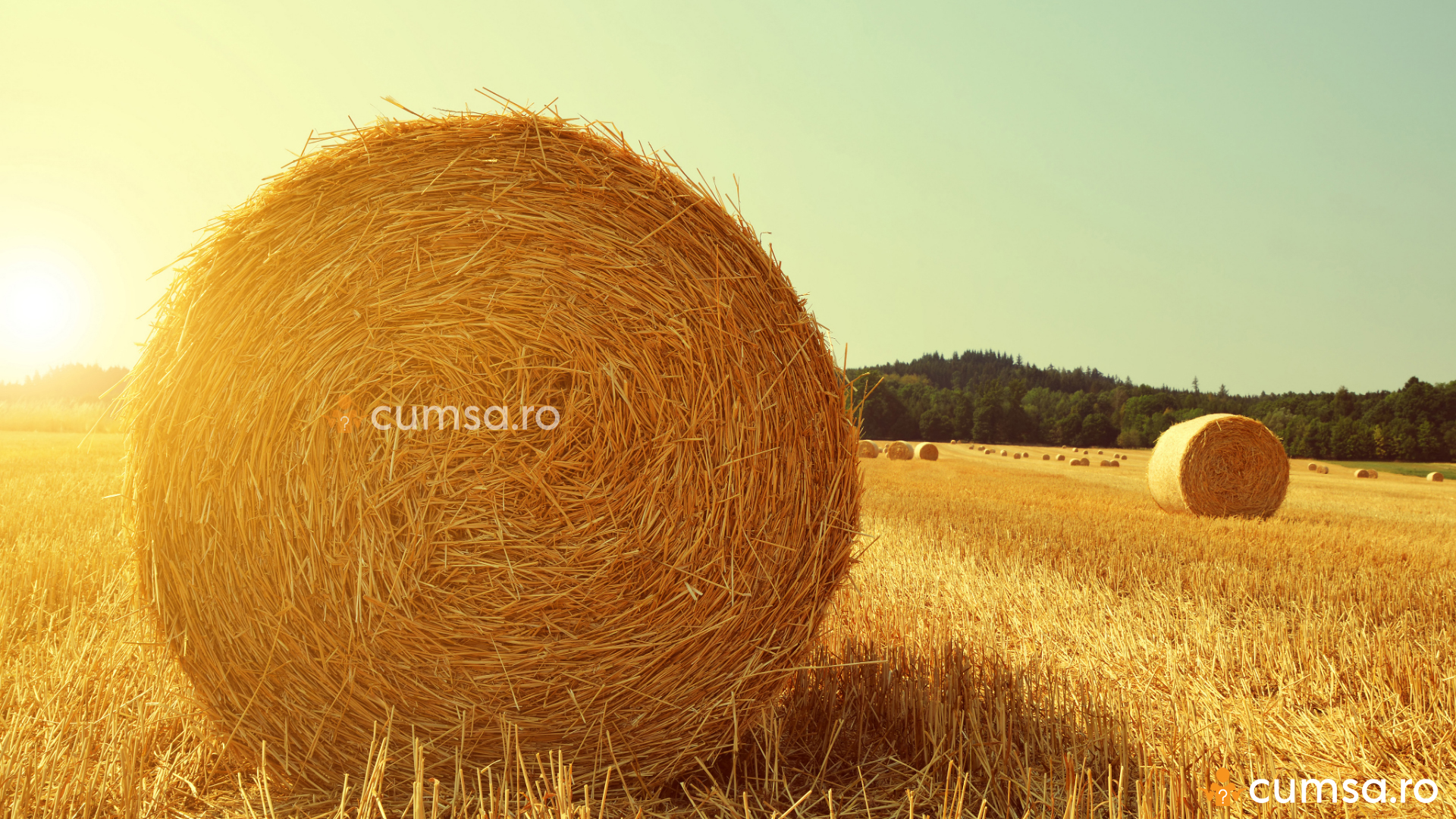 Cum sa faci mulcirea solului si care sunt avantajele pentru gradina ta ...