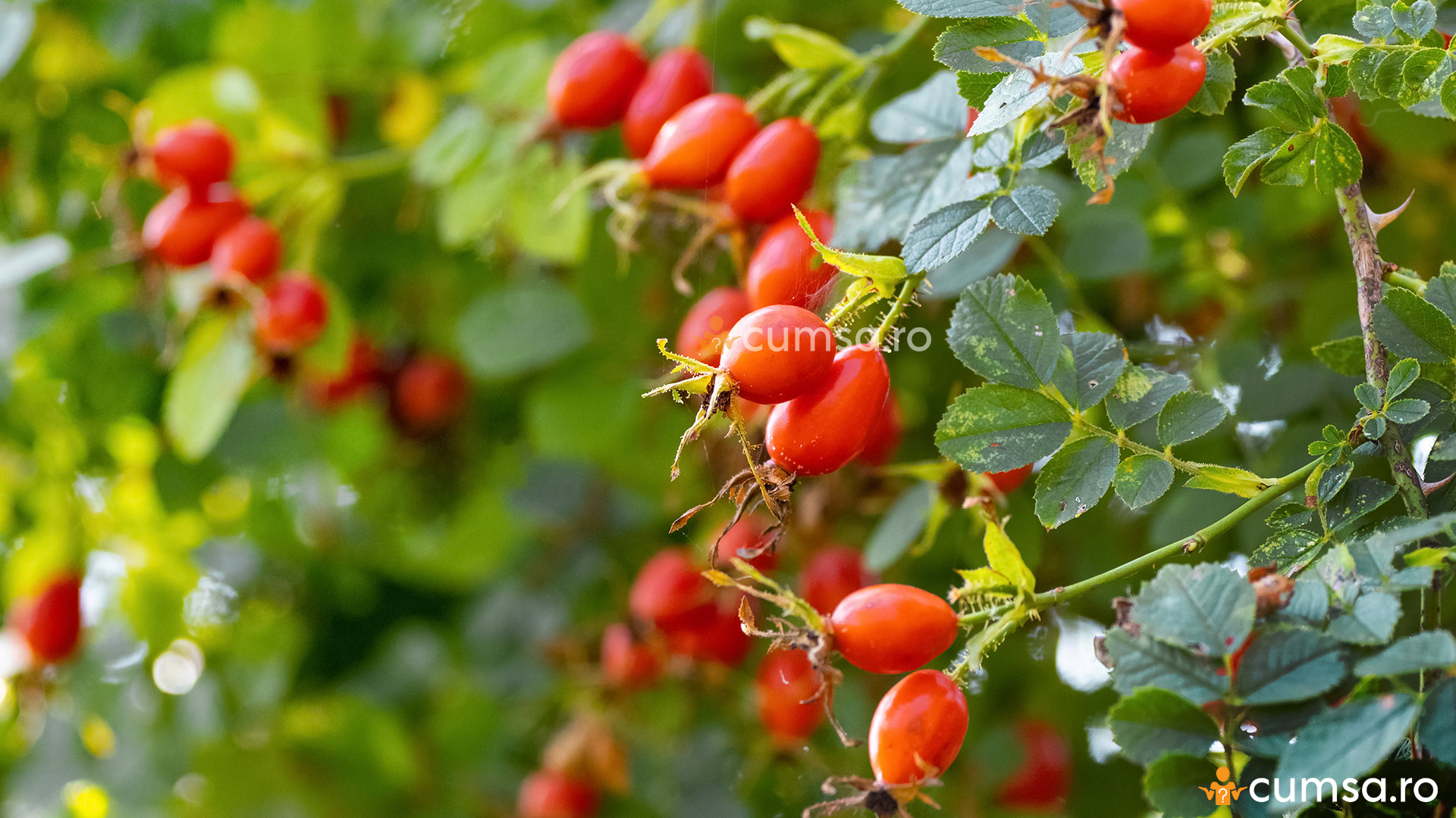 Cum sa faci vin de macese. Reteta si mod de preparare - cumsa.ro
