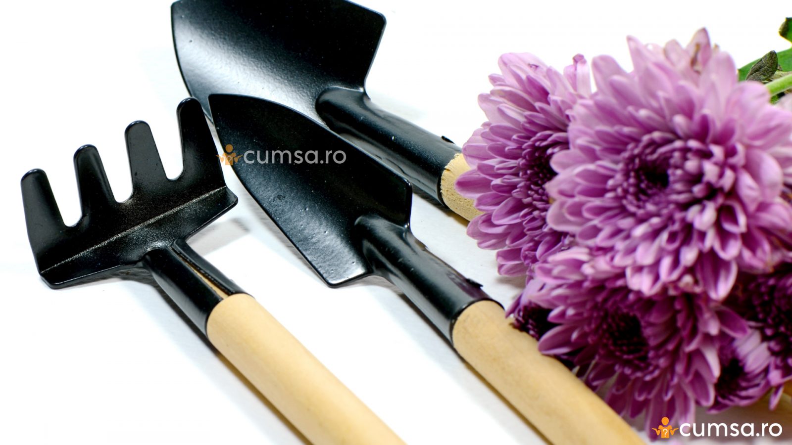 Cum sa ai grija de gradina ta in luna noiembrie. 10 lucruri pe care ...