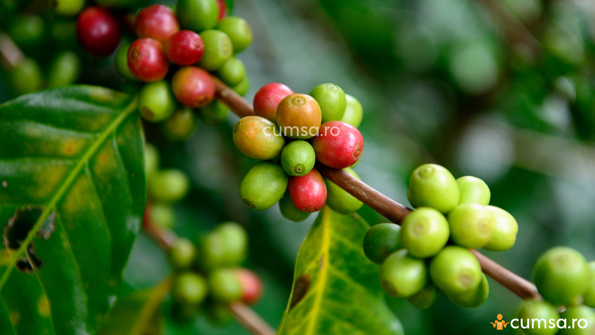 Cum sa pastrezi cafeaua in mod corect - cumsa.ro