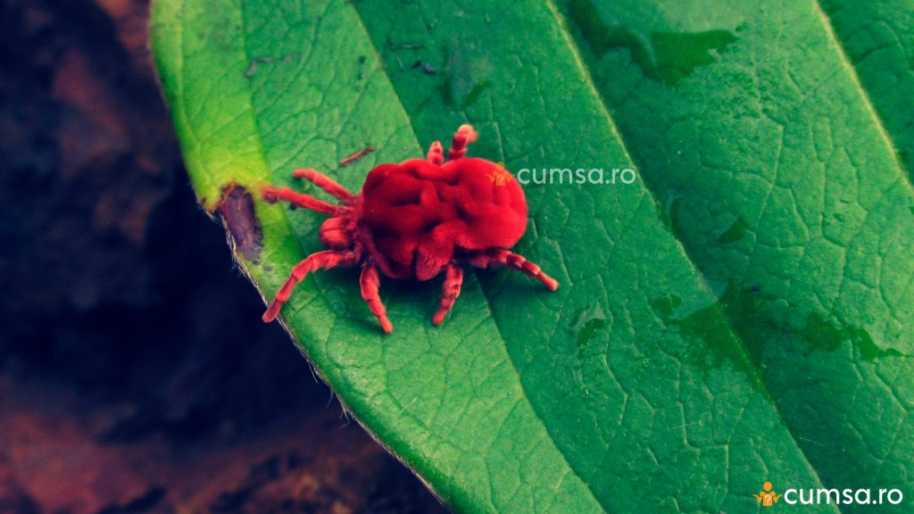 Cum sa scapi de acarieni. Iata cele mai bune metode - cumsa.ro