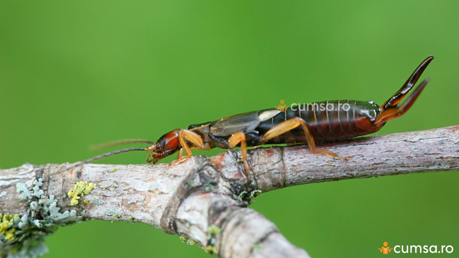 Cum sa scapi de urechelnite si ce patesti de la muscatura acestor ...