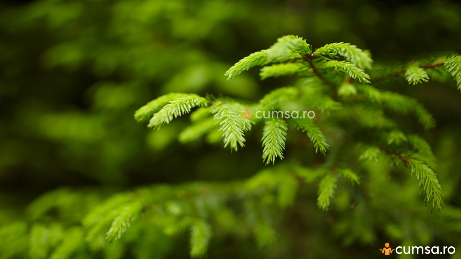 Diferente intre brad si molid. Cum sa ii deosebesti - cumsa.ro