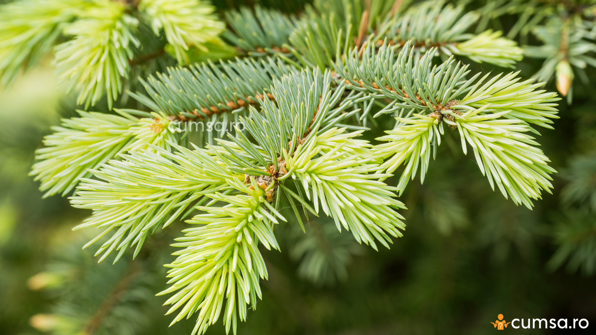 Diferente intre brad si molid. Cum sa ii deosebesti - cumsa.ro