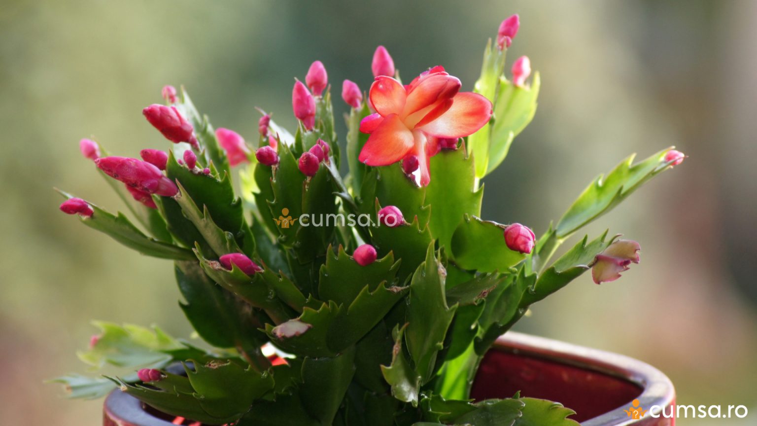 Ingrijire Cactusul Craciunului sau Craciunita. Cum sa infloreasca toata ...