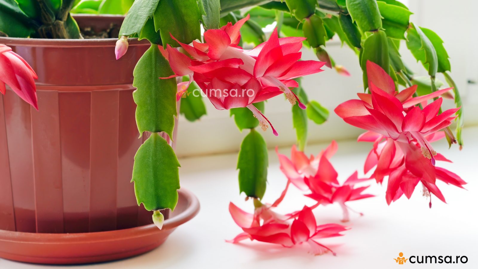 Ingrijire Cactusul Craciunului sau Craciunita. Cum sa infloreasca toata ...