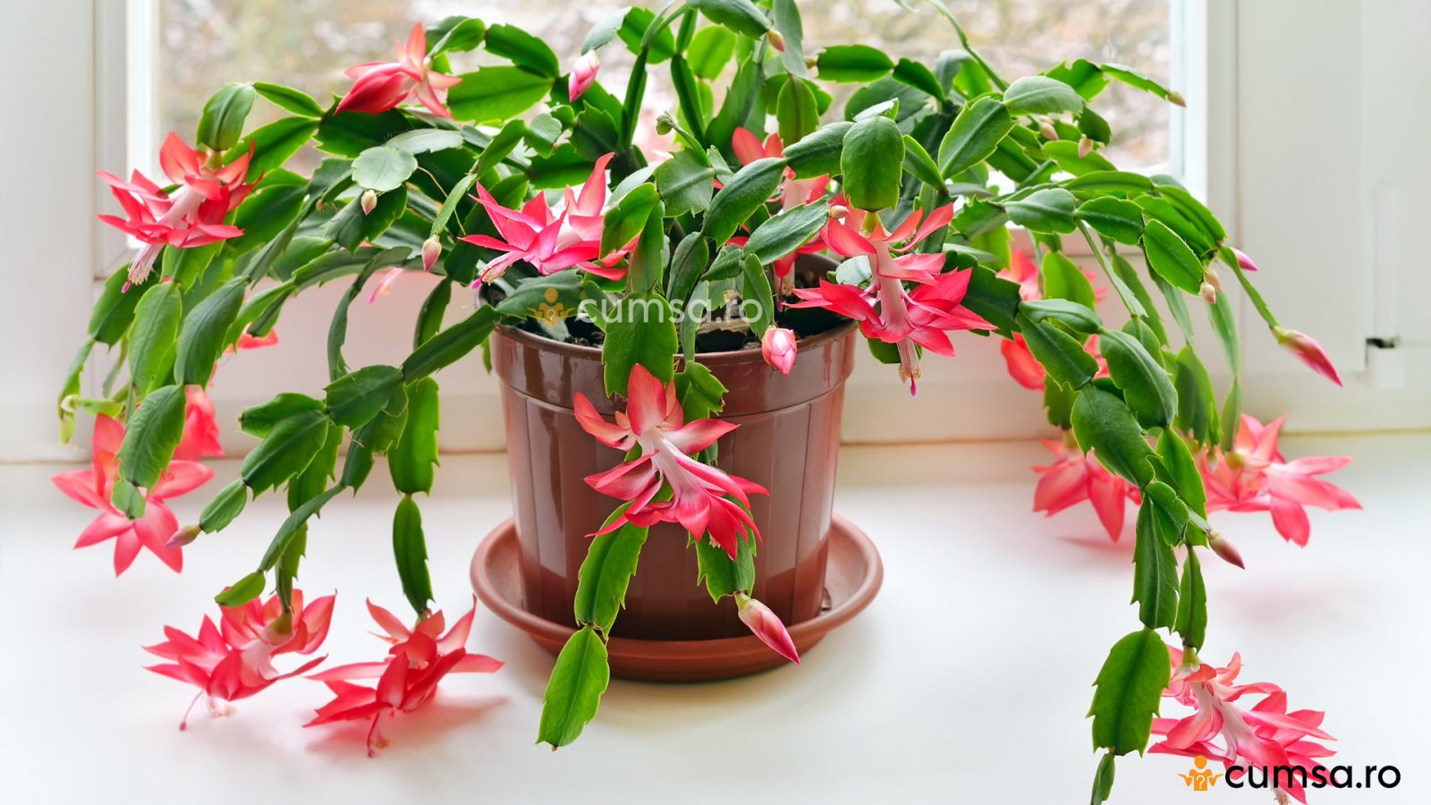 Ingrijire Cactusul Craciunului sau Craciunita. Cum sa infloreasca toata ...