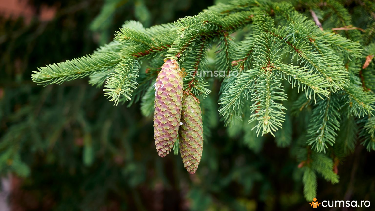 Diferente intre brad si molid. Cum sa ii deosebesti - cumsa.ro