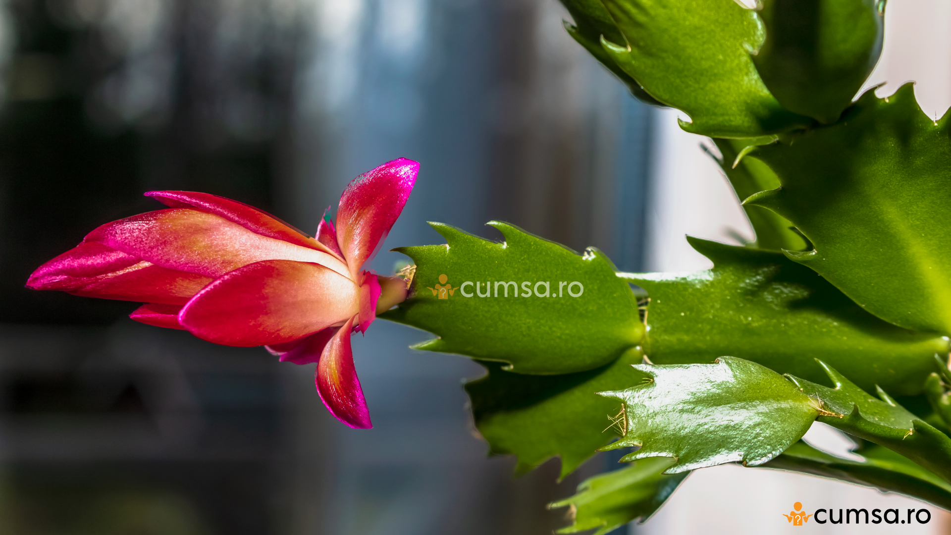 Ingrijire Cactusul Craciunului sau Craciunita. Cum sa infloreasca toata ...