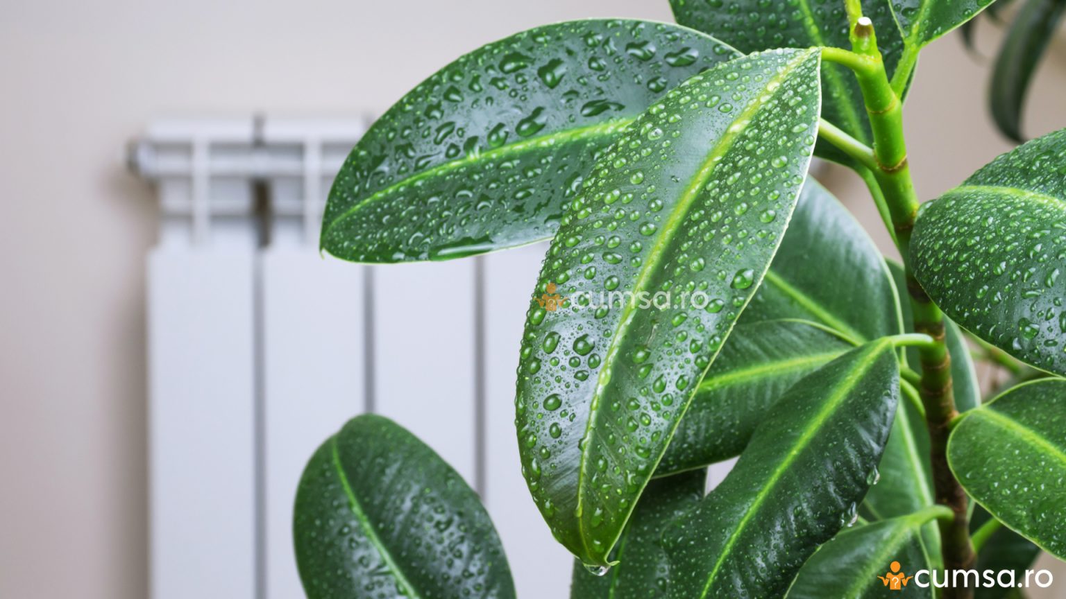 Cum sa mentii umiditatea optima in casa pe timp de iarna - cumsa.ro