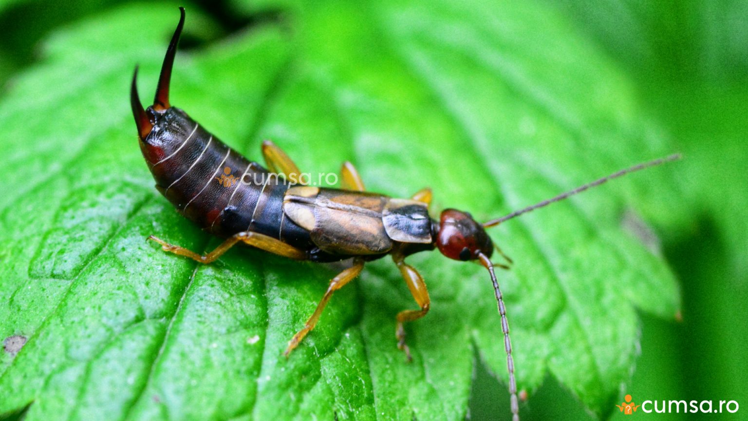Cum sa scapi de urechelnite si ce patesti de la muscatura acestor ...