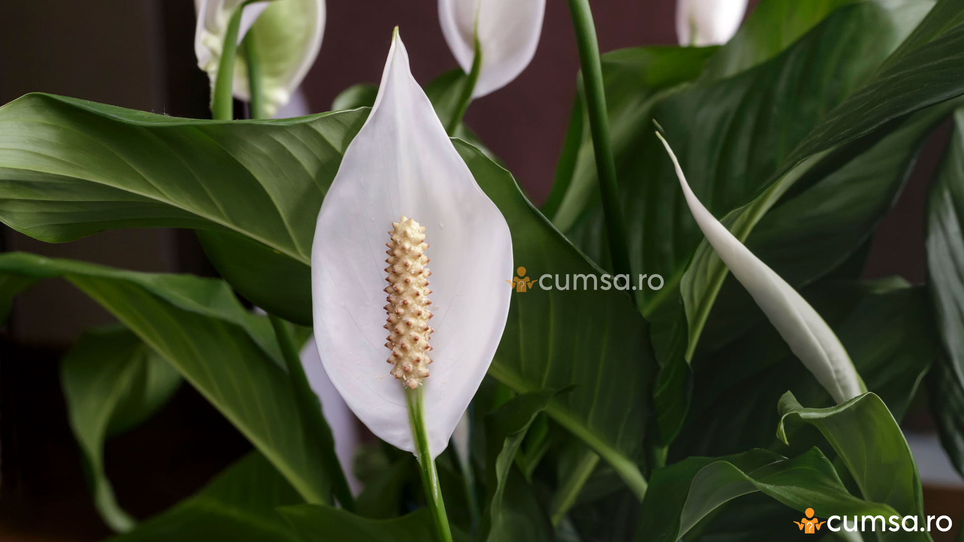 Cum sa reduci umiditatea din casa cu ajutorul plantelor. Care sunt acestea? - cumsa.ro