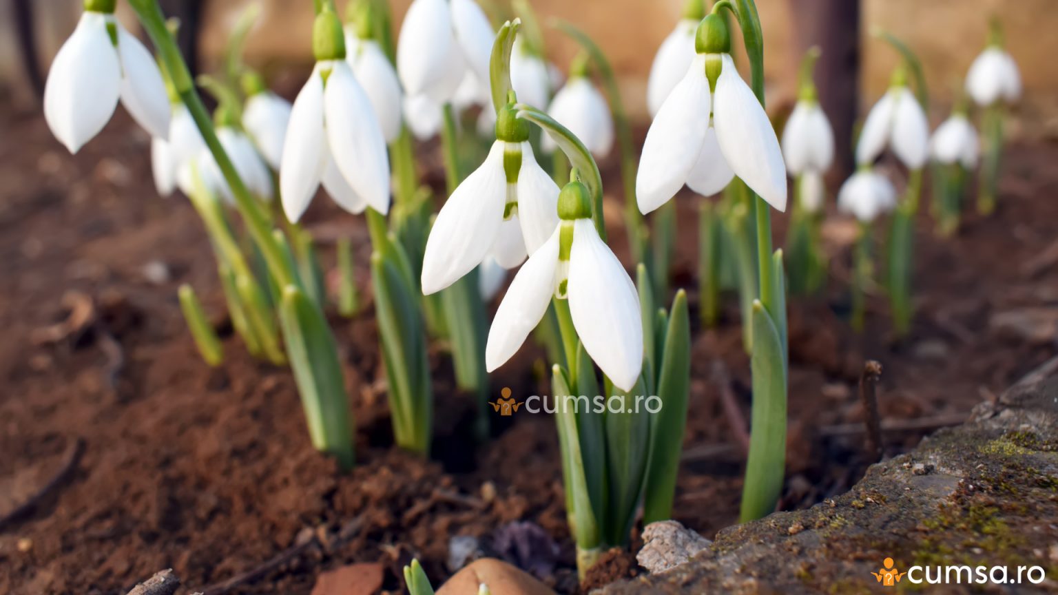 Cum sa plantezi ghiocei. Care este cea mai buna metoda - cumsa.ro