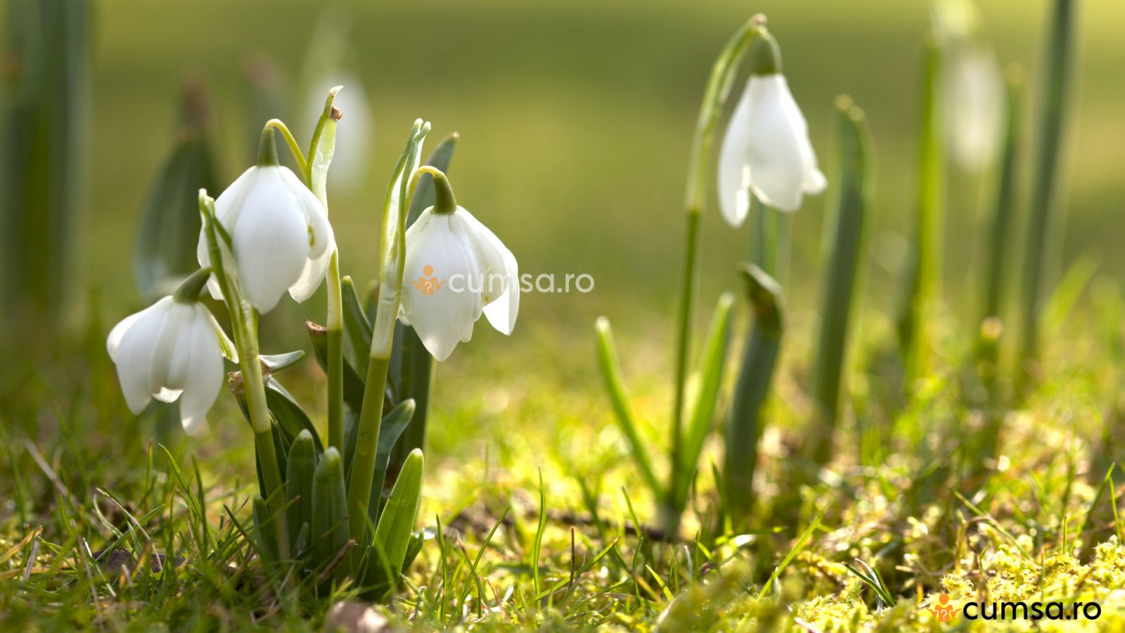 Cum sa plantezi ghiocei. Care este cea mai buna metoda - cumsa.ro