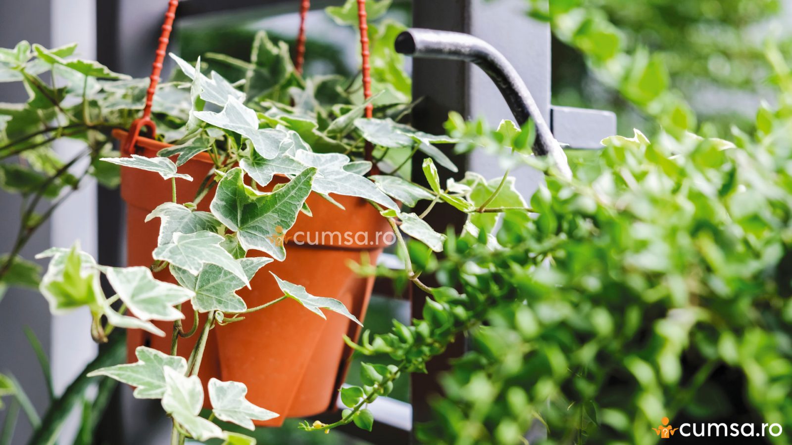 Cum sa reduci umiditatea din casa cu ajutorul plantelor. Care sunt acestea? - cumsa.ro