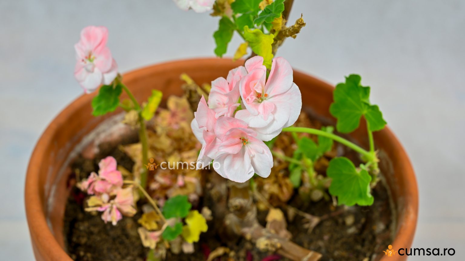 Pastrarea muscatelor peste iarna. Cum sa ai grija de florile tale ...