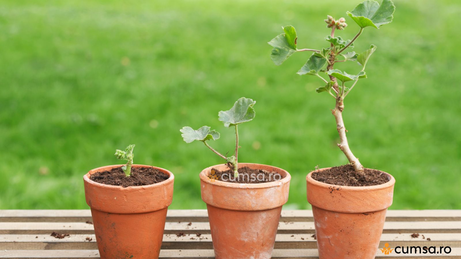 Pastrarea muscatelor peste iarna. Cum sa ai grija de florile tale ...