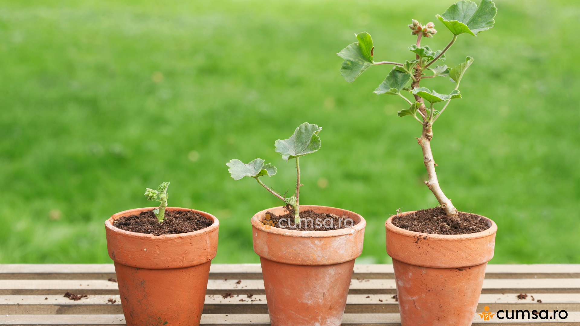 Pastrarea muscatelor peste iarna. Cum sa ai grija de florile tale ...