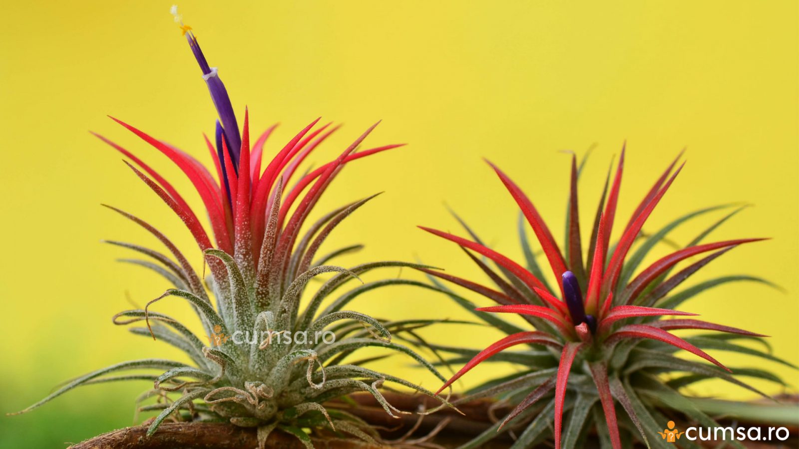 Cum sa reduci umiditatea din casa cu ajutorul plantelor. Care sunt acestea? - cumsa.ro