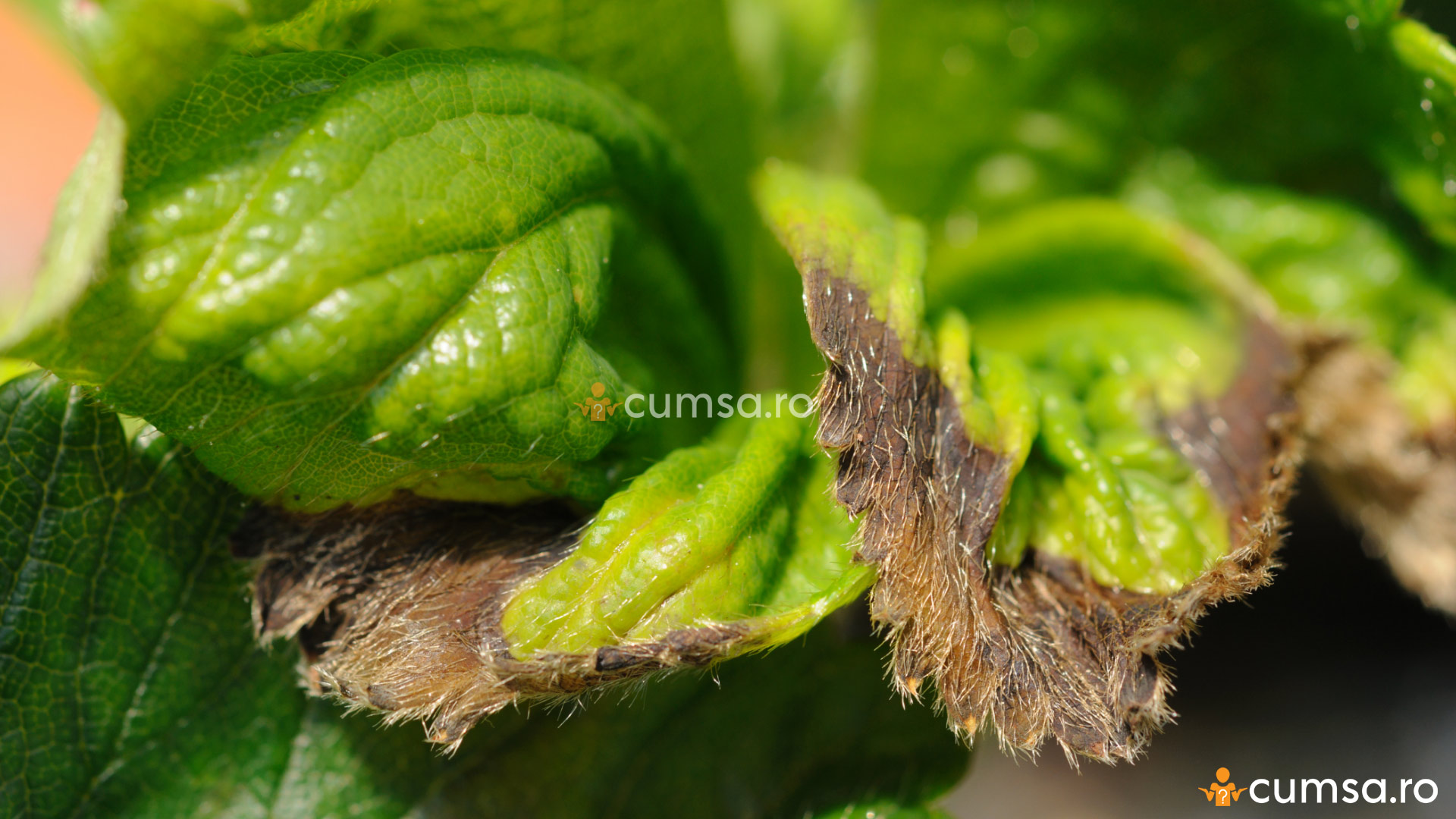 Cultivarea capsunilor. Cum sa o faci si care este cea mai buna perioada ...