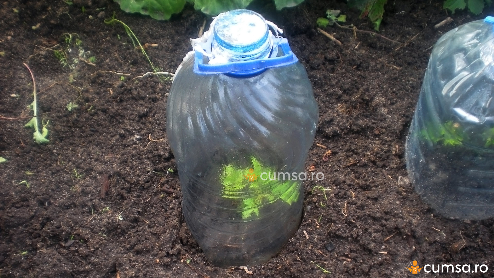 Inmultire butasi de trandafir prin metoda burrito. Cum sa ii inmultesti ...