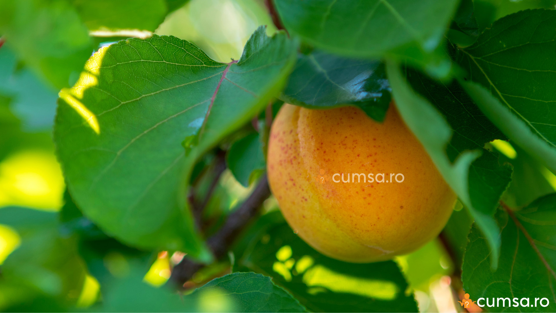 Calendar stropiri cais. Cum sa ai grija de pomii fructiferi din livada ...