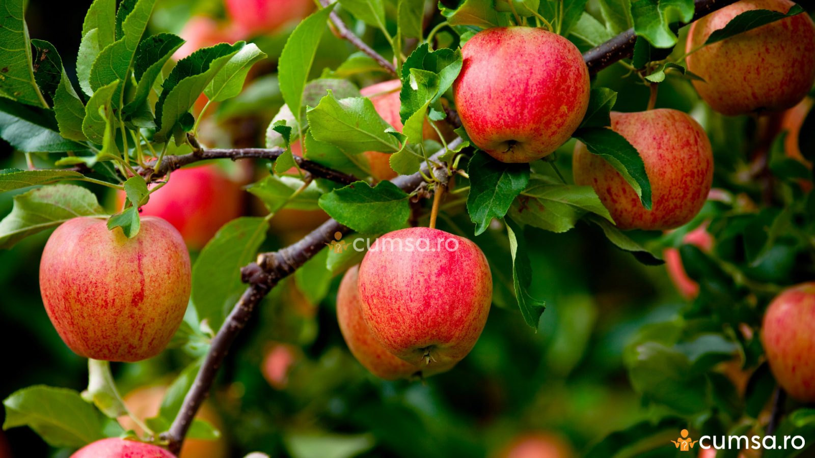 Calendar stropiri mar. Cum sa tratezi acesti pomi fructiferi - cumsa.ro