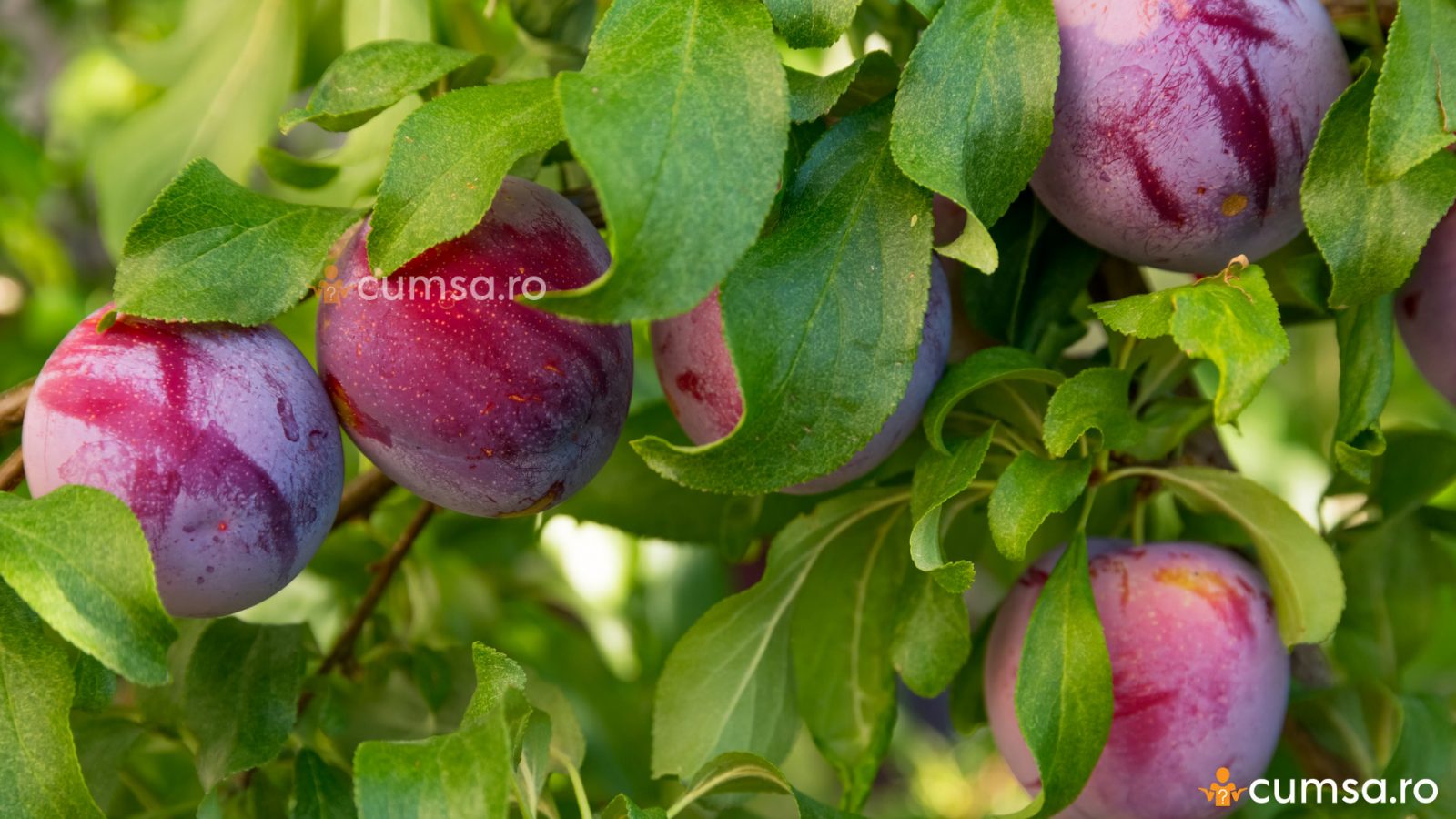 Calendar stropiri prun. Cum sa aplici tratamentele la acest pom ...