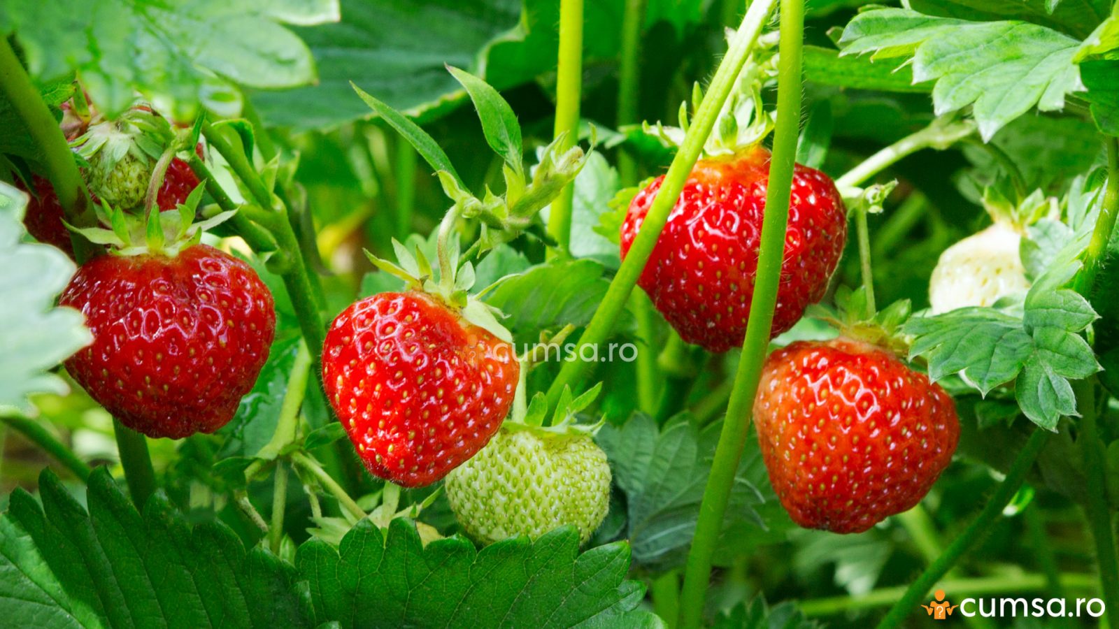 Cultivarea capsunilor. Cum sa o faci si care este cea mai buna perioada ...