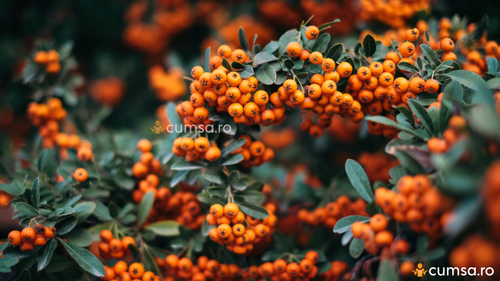 Cultivare fructe, legume sau pomi fructiferi pe suprafete mici. Cum sa ...