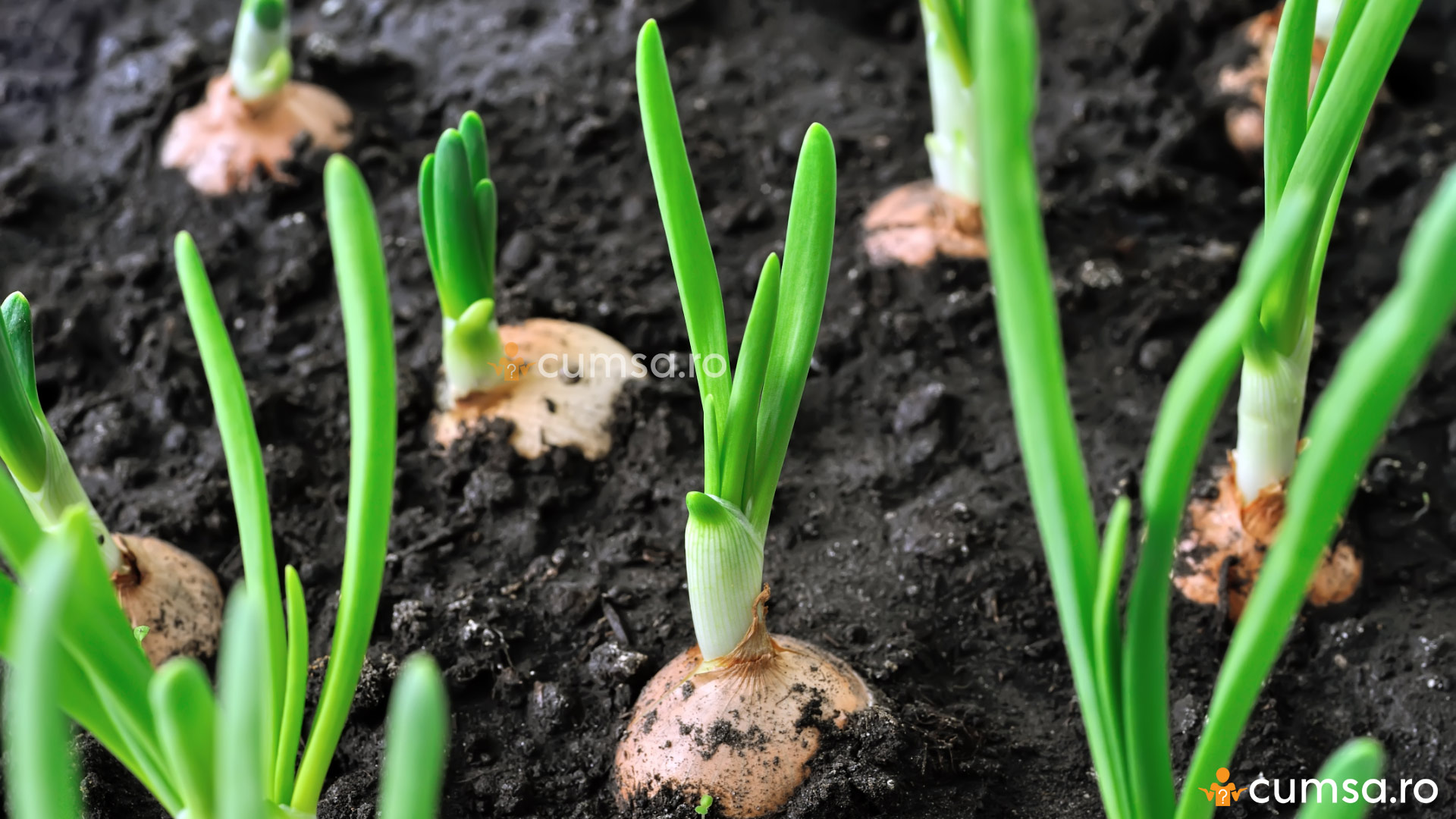 Cum sa obtii rosii mai gustoase cu ajutorul altor plante din gradina ...