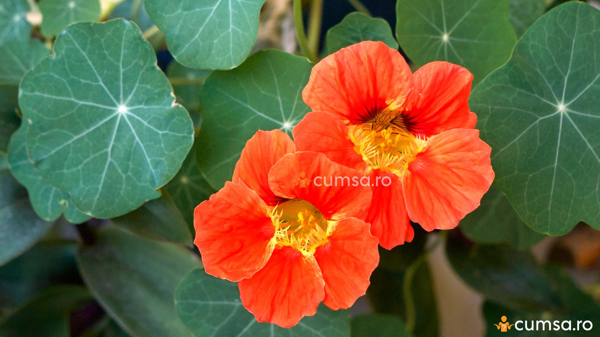 Cum sa obtii rosii mai gustoase cu ajutorul altor plante din gradina ...