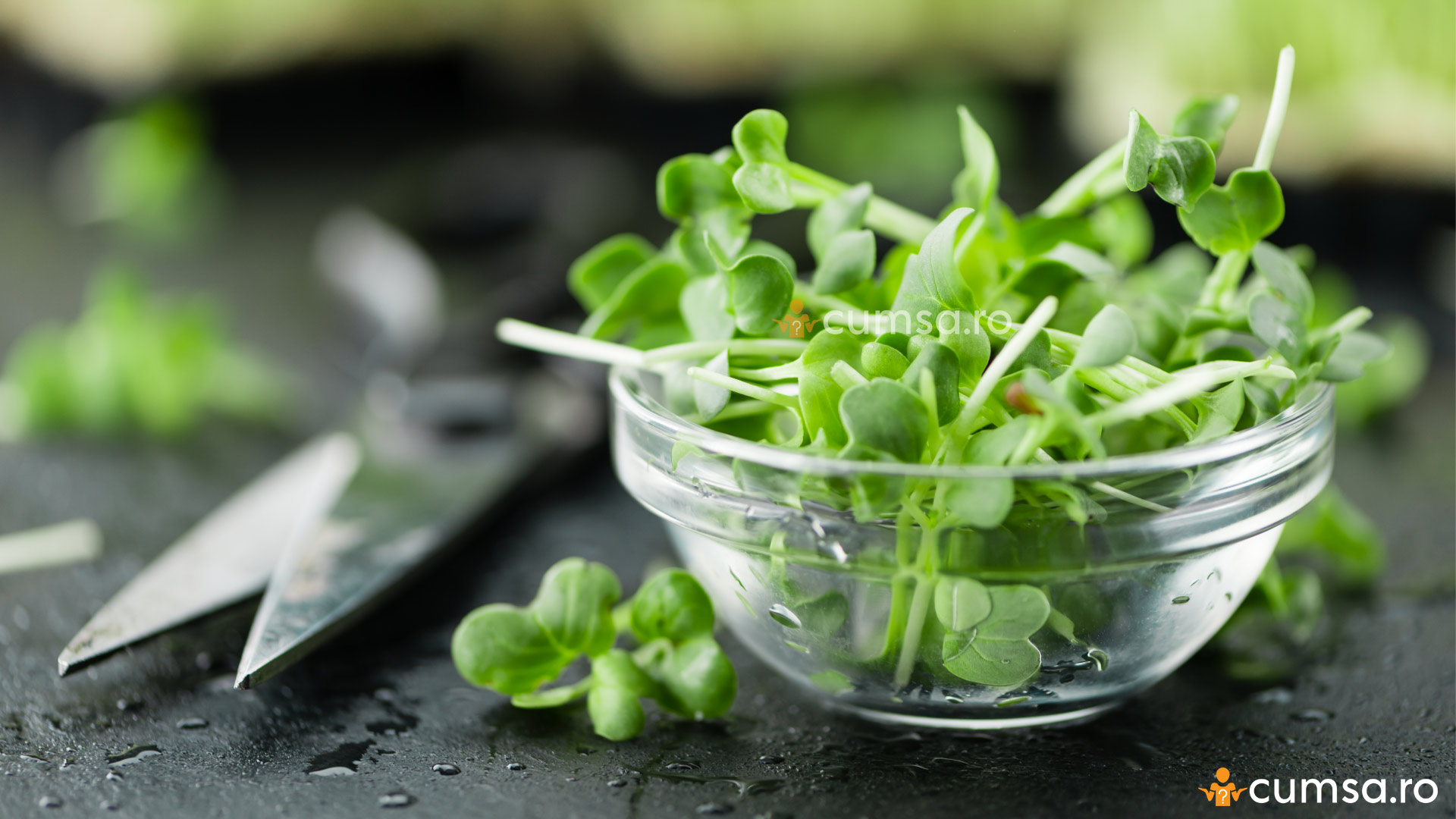 Cum sa cultivi creson chiar in gradina ta - cumsa.ro