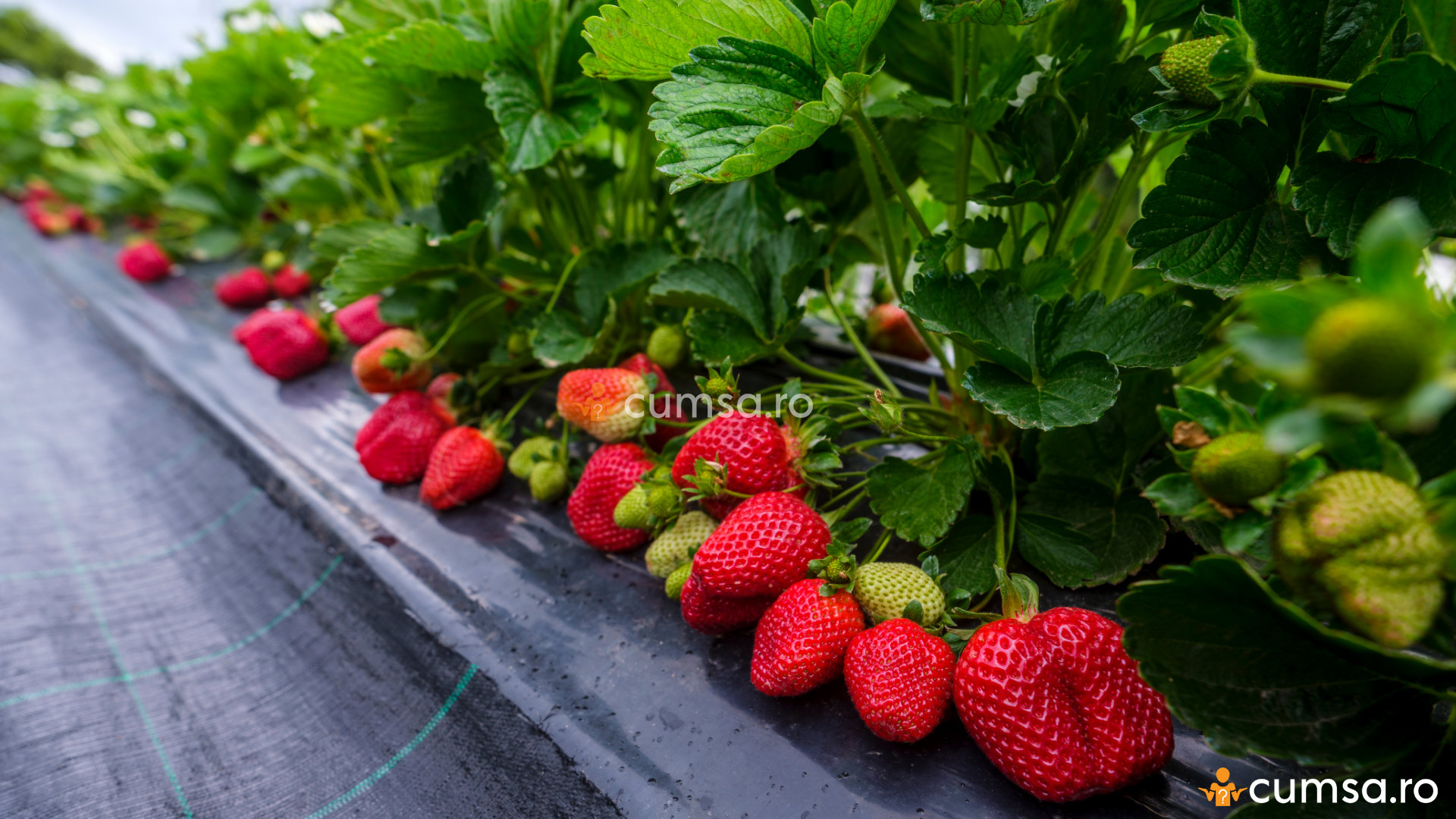 Cultivarea capsunilor. Cum sa o faci si care este cea mai buna perioada ...