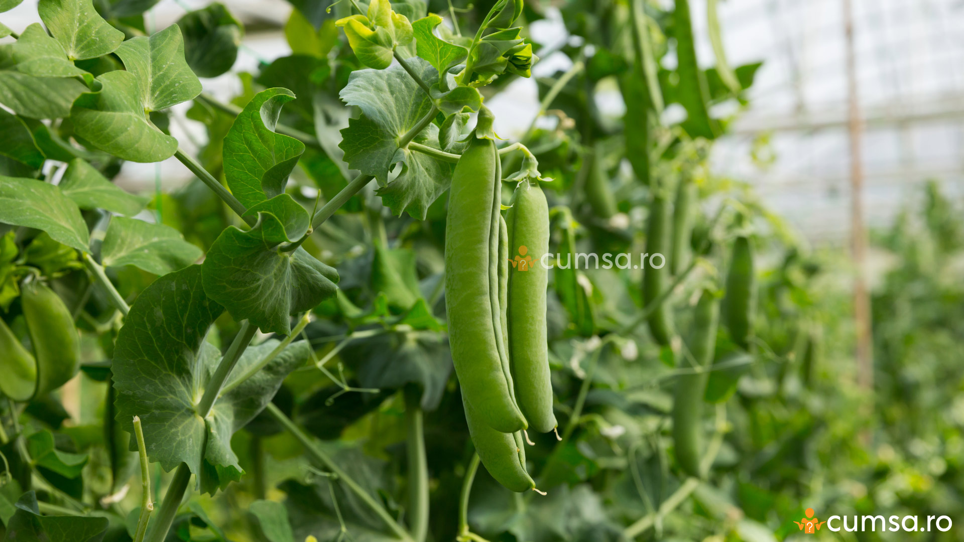 Cum sa plantezi mazare in gradina de acasa - cumsa.ro