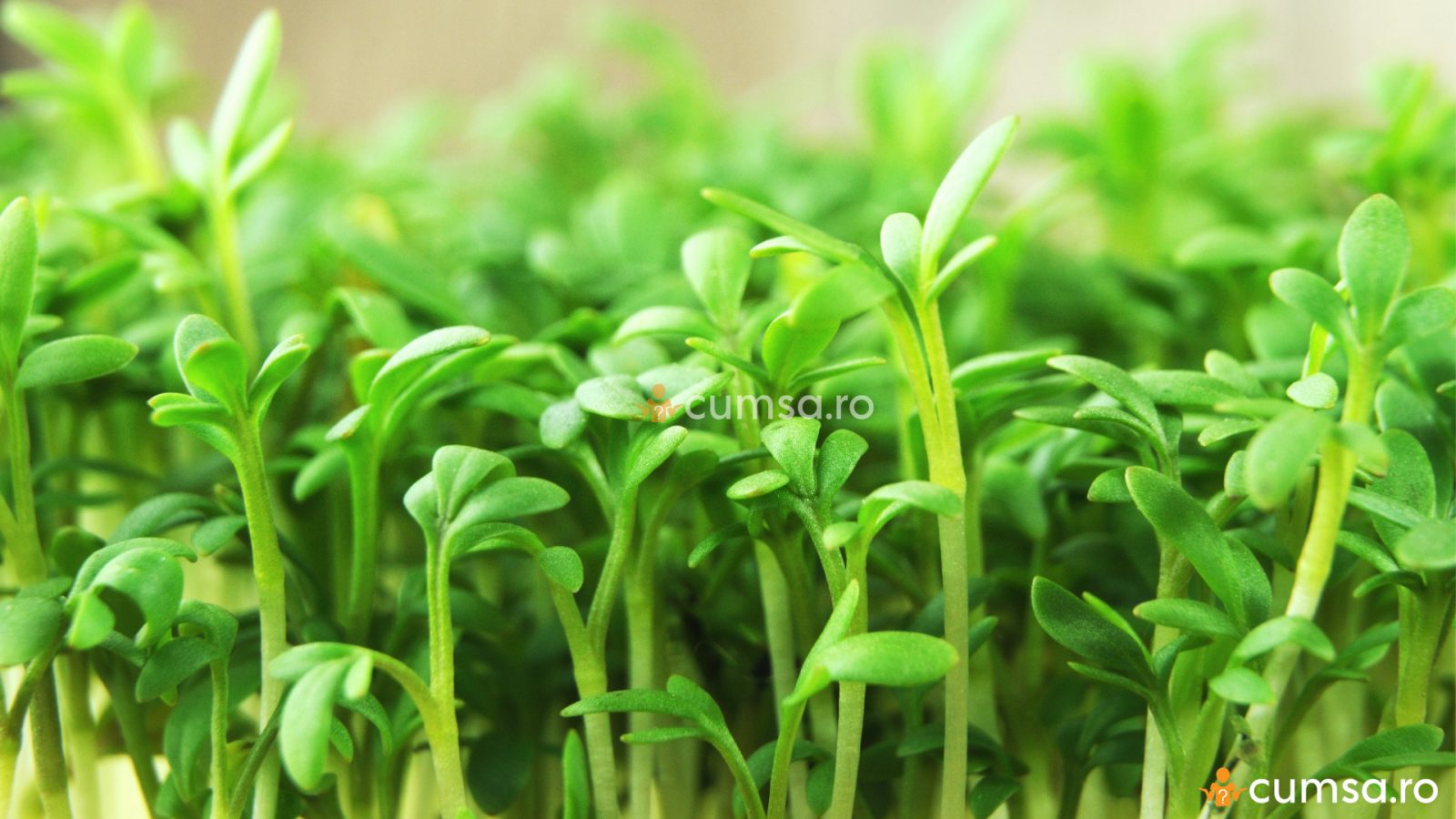 Cum sa cultivi creson chiar in gradina ta - cumsa.ro