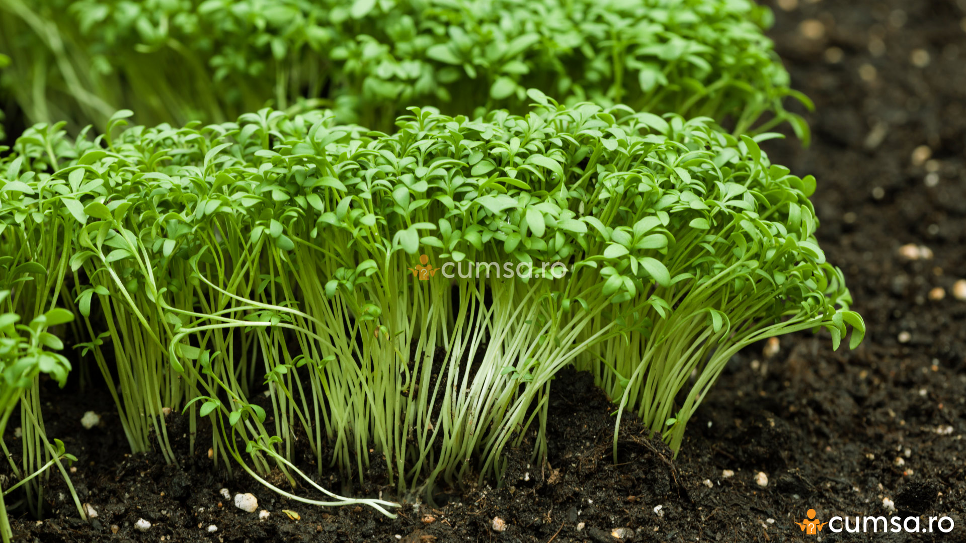 Cum sa cultivi creson chiar in gradina ta - cumsa.ro
